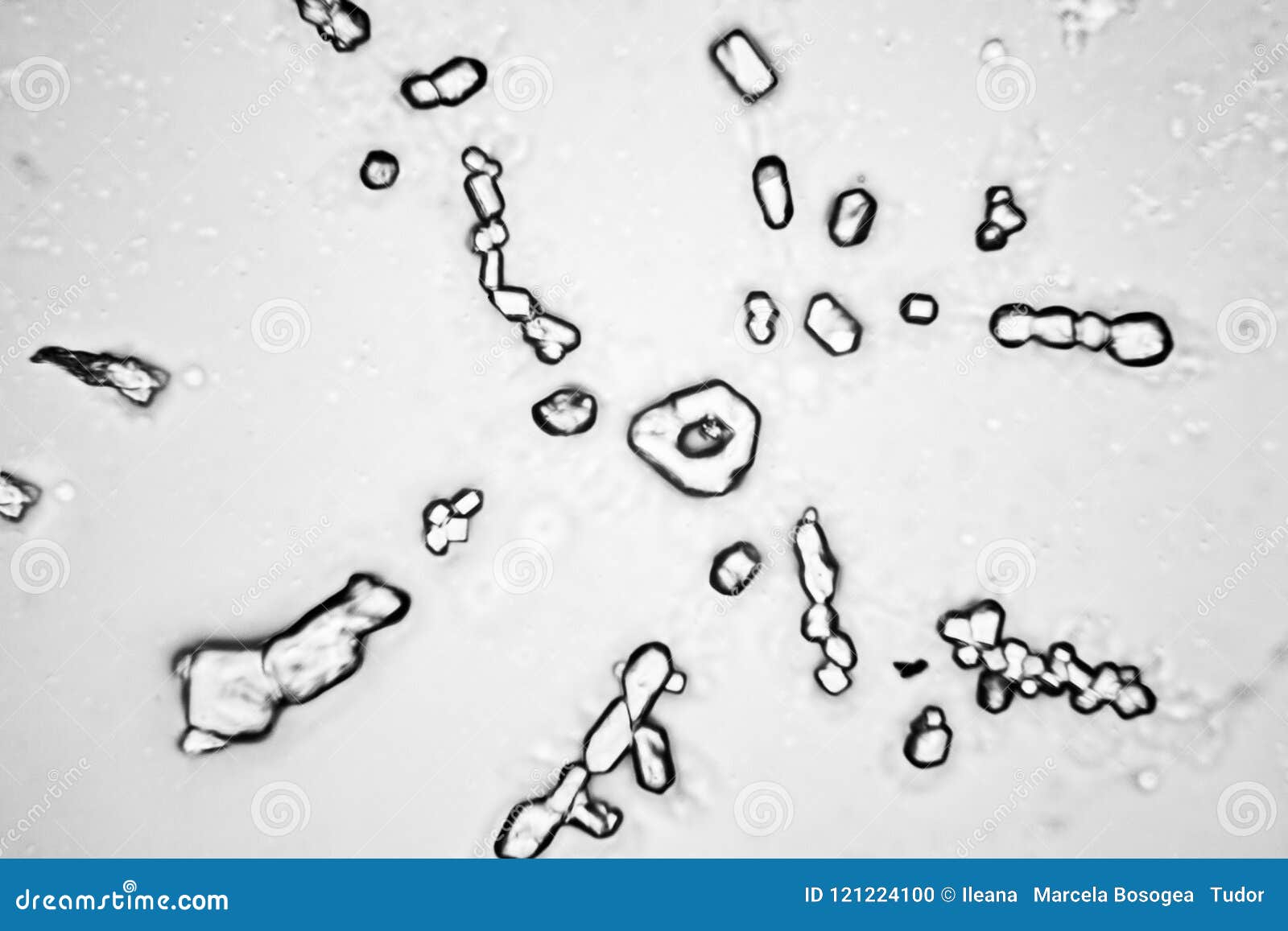 Tears Viewed at the Microscope Stock Photo - Image of magnification ...