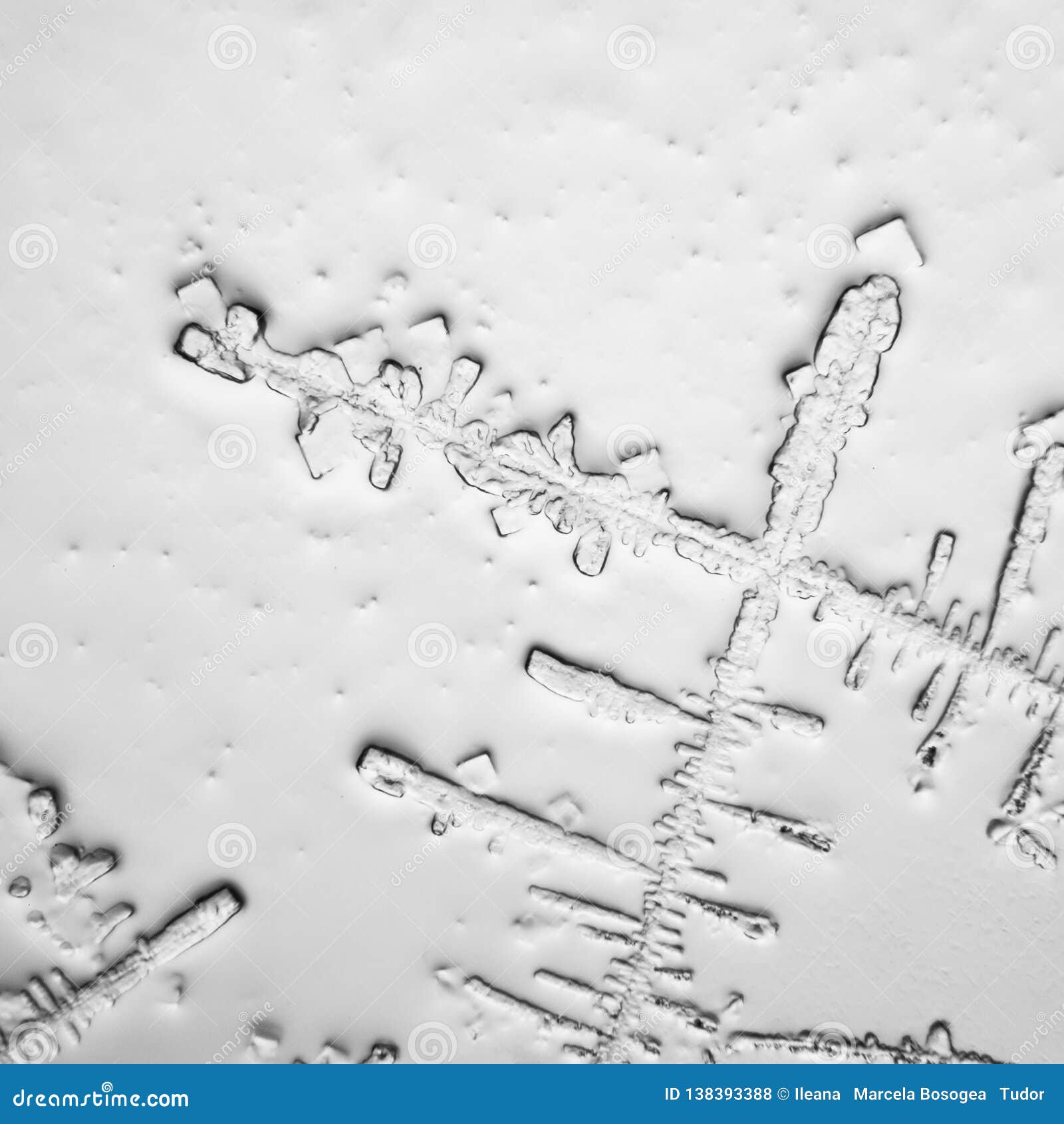 Tears Viewed at the Microscope Stock Photo - Image of texture, medicine ...