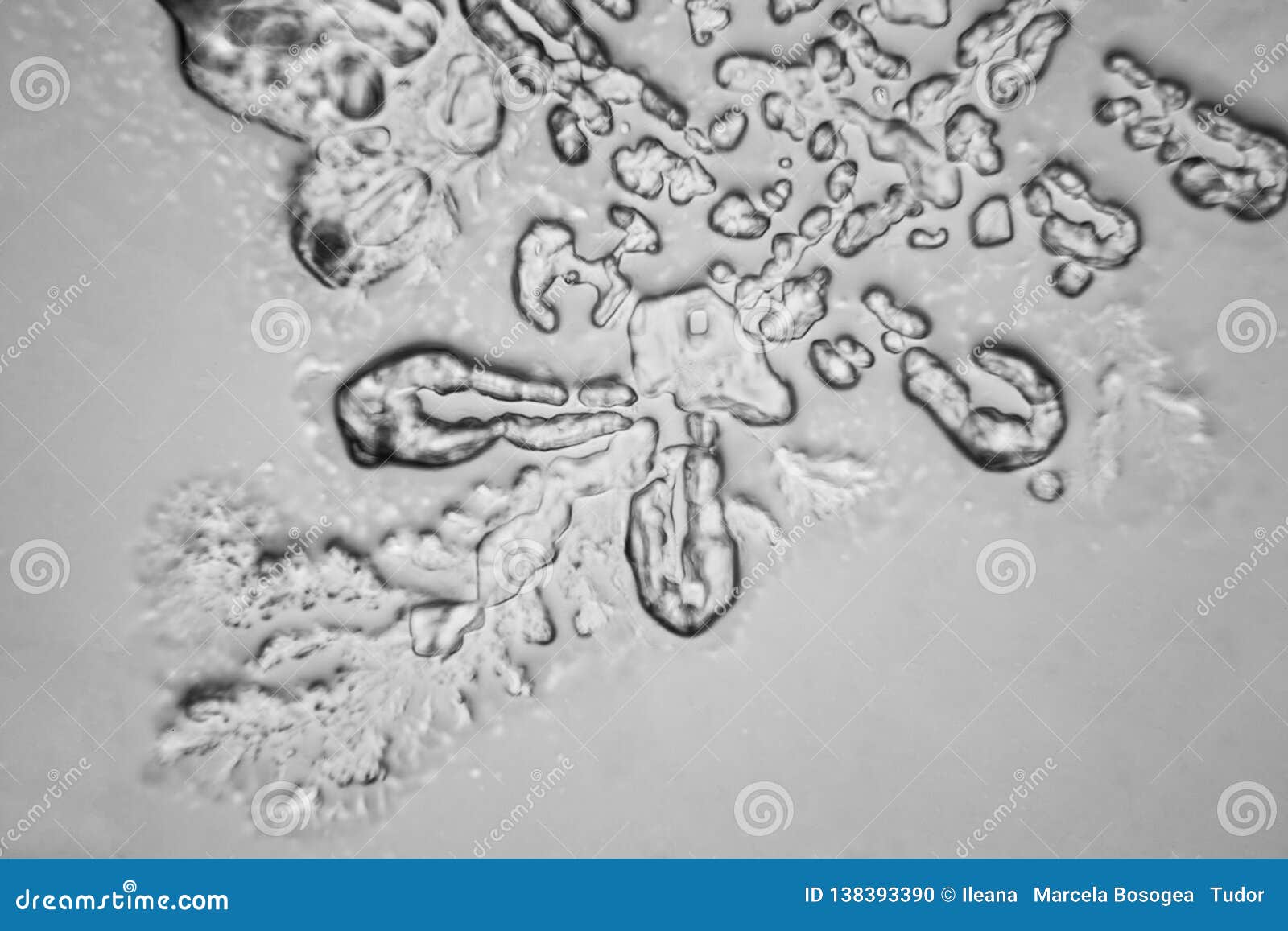 Tears Viewed at the Microscope Stock Photo - Image of glass, textures ...