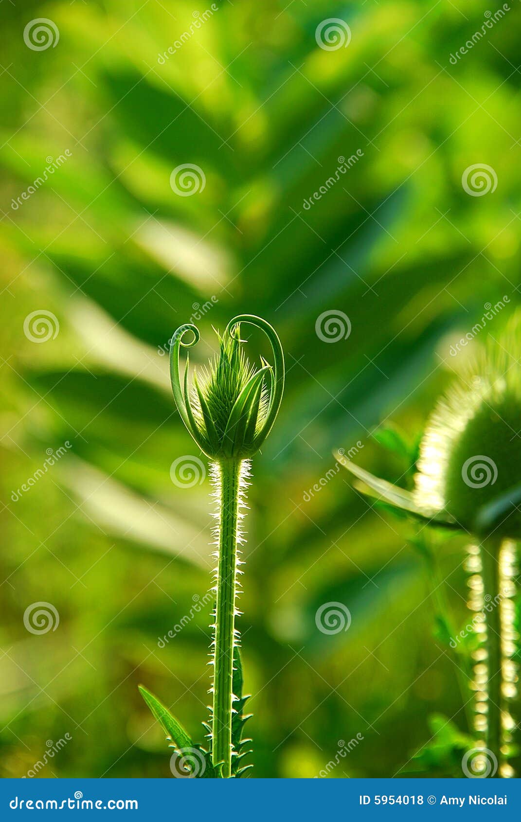 Teasel bud stock photo. Image of young, dipsacus, spiny - 5954018