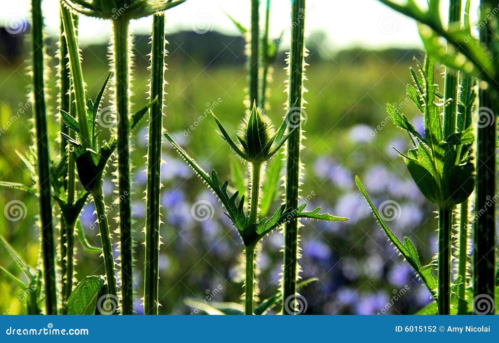 Teasel bud and stems stock photo. Image of prickly, flowers - 6015152