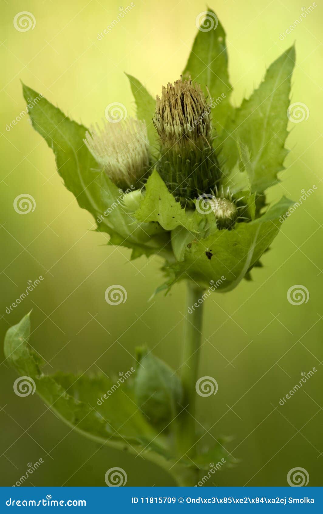 Teasel - Cirsium oleraceum stock image. Image of teazel - 11815709