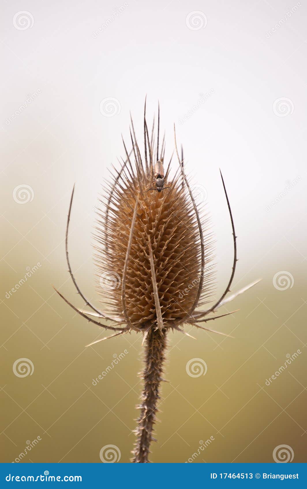 Teasel Comb with Insect in Spring Stock Image - Image of vertical ...