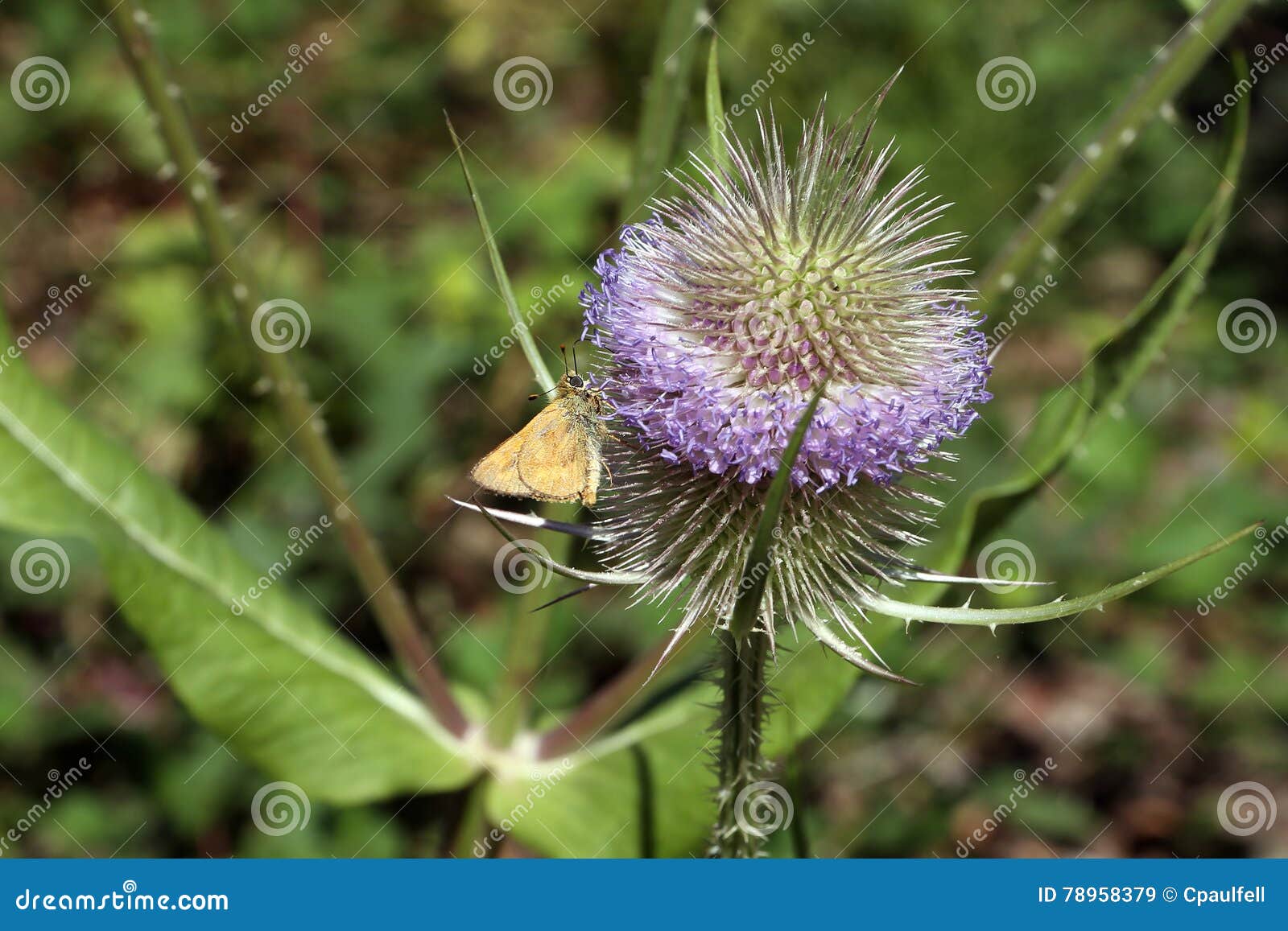 Teasel stock image. Image of blossom, purple, bloom, floral - 78958379