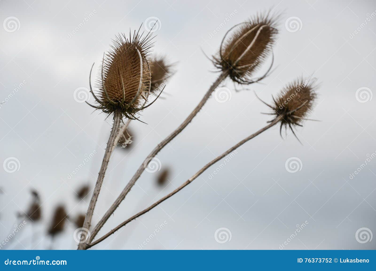 Teasel (Dipsacus Fullonum) in Meadow. Dry Flower Heads of Teazel Stock ...