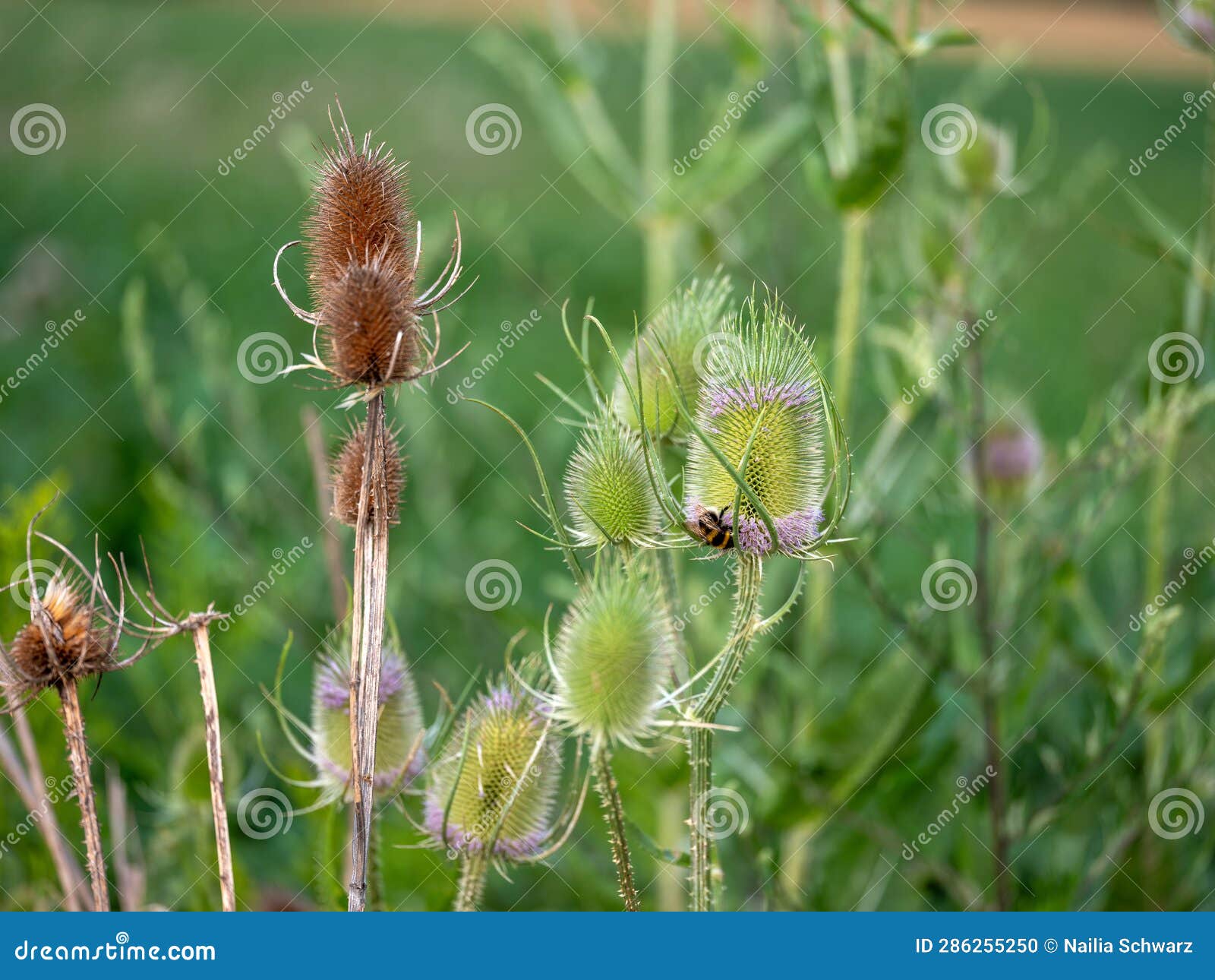 Teasel Flowers on a Summer Meadow Stock Photo - Image of flower ...
