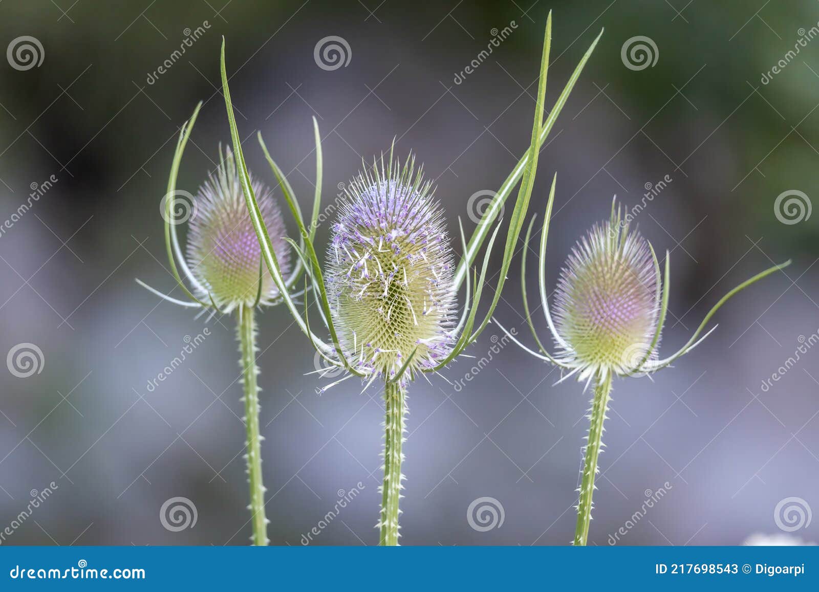 Teasel Plants at Springtime on the Meadow with Nice Sunlight Stock ...