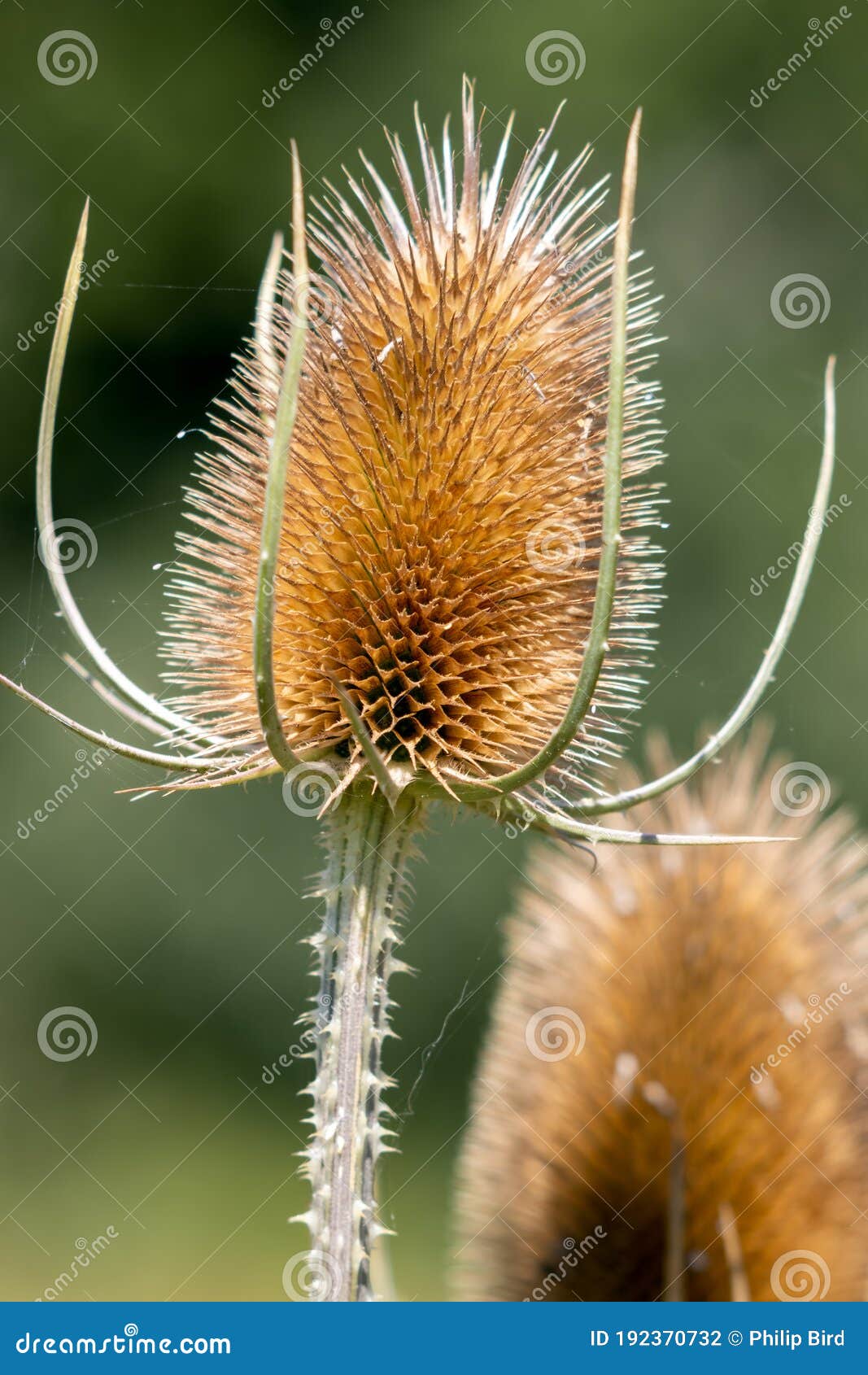 Teasels Flowering in the Surrey Countryside Stock Photo - Image of ...