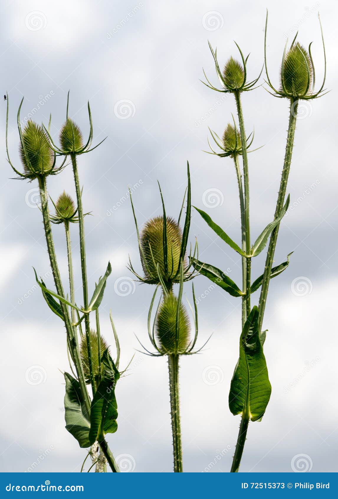 Teasels (Dipsacus) stock image. Image of heads, british - 72515373