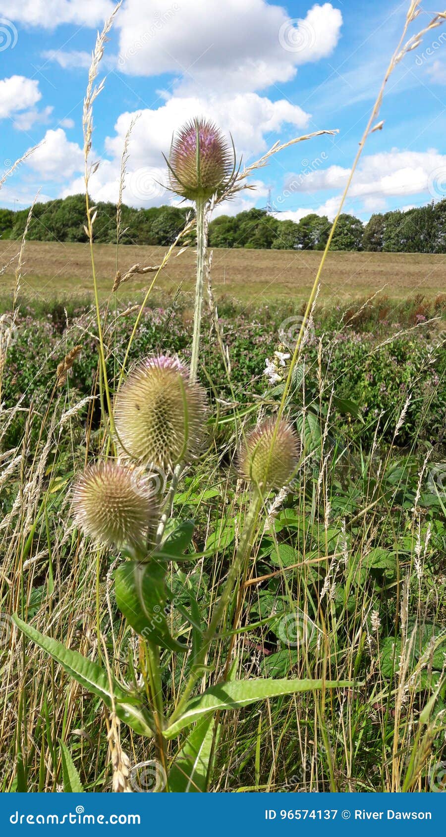 Teasels in landscape stock image. Image of thistles, landscape - 96574137