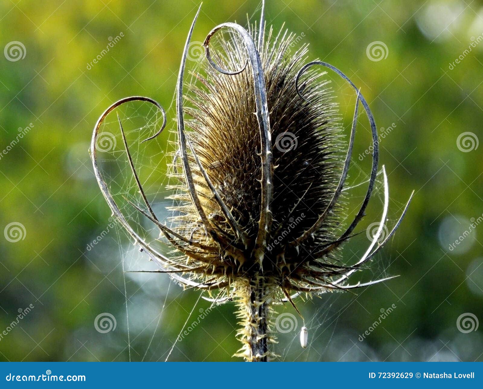 Teazle stock image. Image of plant, woodland, teazle - 72392629