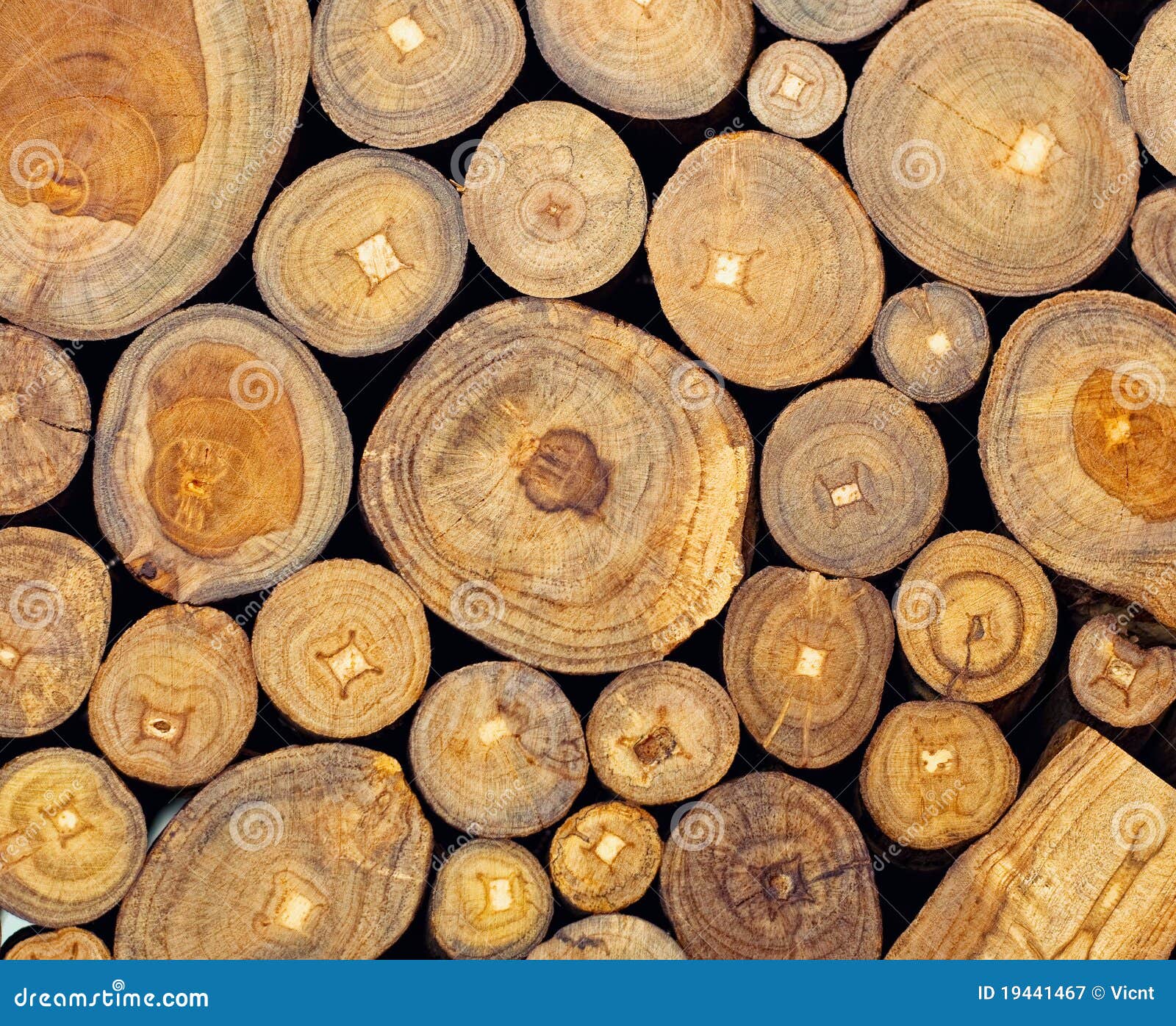 Teca imagen de archivo. Imagen de fibra, crecimiento - 19441467