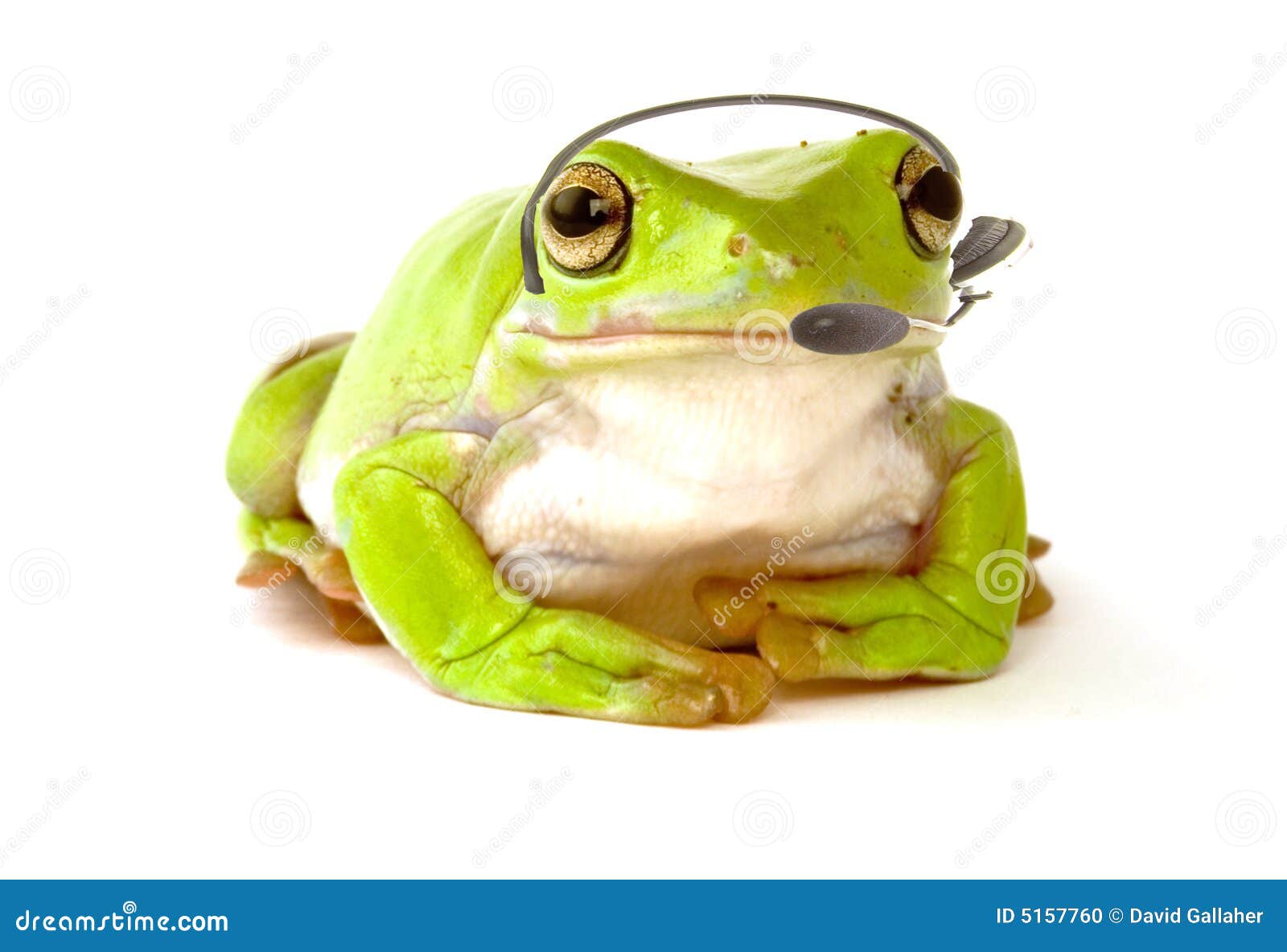 Frog Headset Stock Photos - Free & Royalty-Free Stock Photos from ...
