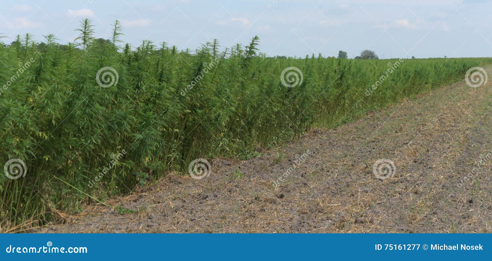 Marijuana On Field. Thickets Of Marijuana Plant On The Field. Royalty ...
