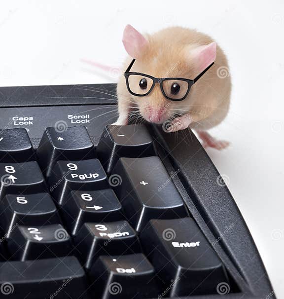 Technical Support Computer Mouse Programmer Stock Photo - Image of ...