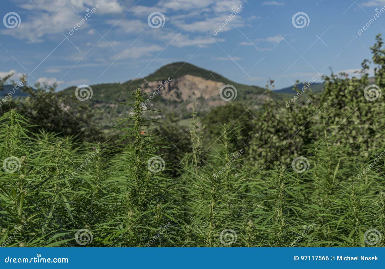 Technical Variety of Marijuana in Beautiful Summer Day Stock Photo ...