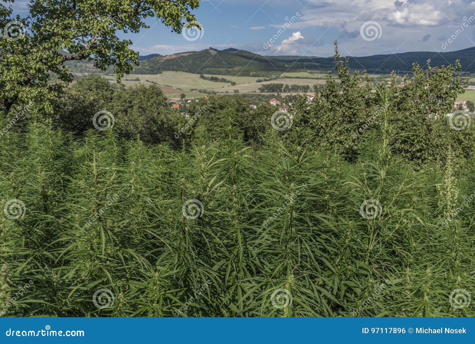 Technical Variety of Marijuana in Beautiful Summer Day Stock Photo ...
