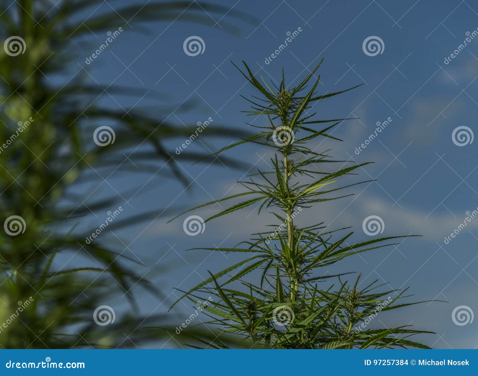 Technical Variety of Marijuana in Beautiful Summer Day Stock Photo ...