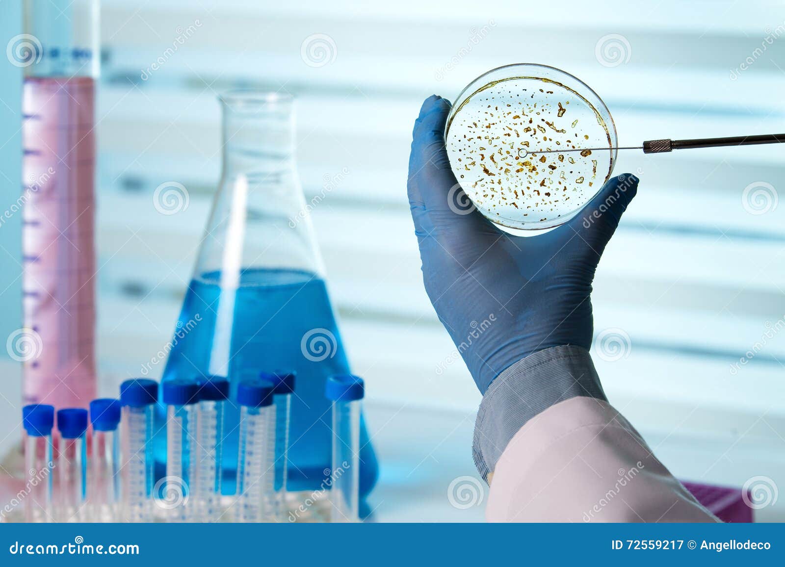 Technician Holding a Petri Dish in the Biological Lab Stock Image ...