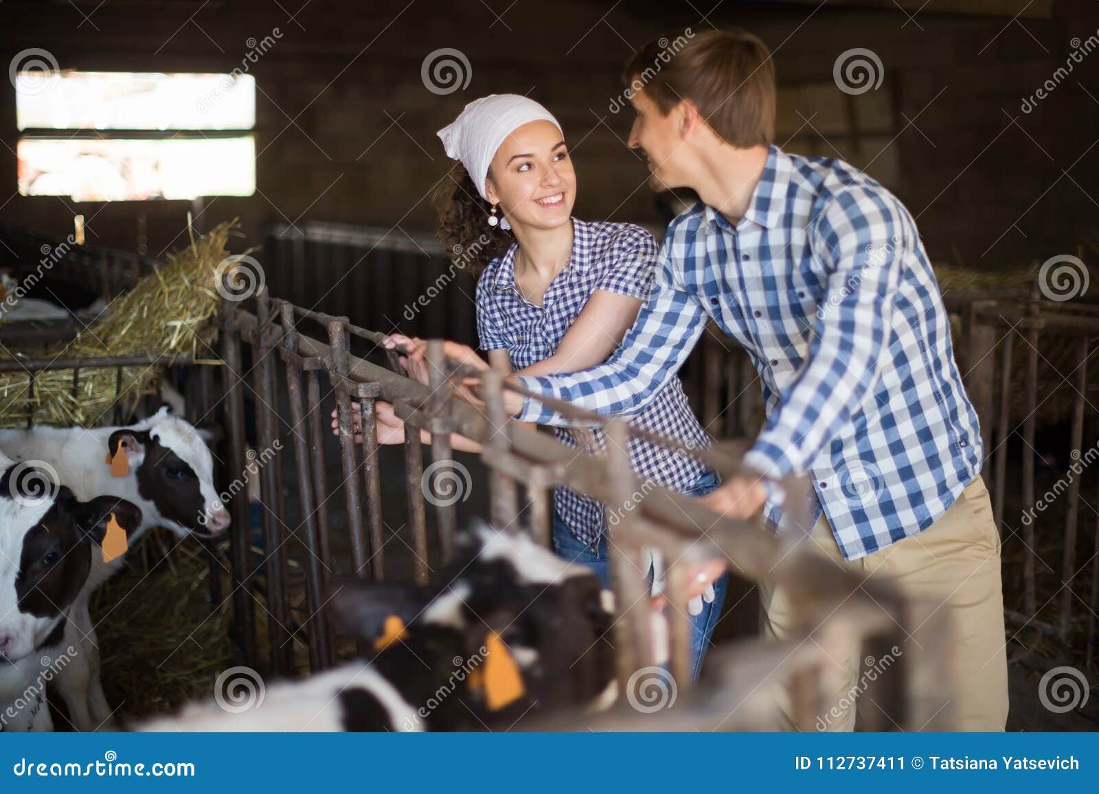 Technician Workers with Cows in Cowhouse Stock Image - Image of ...