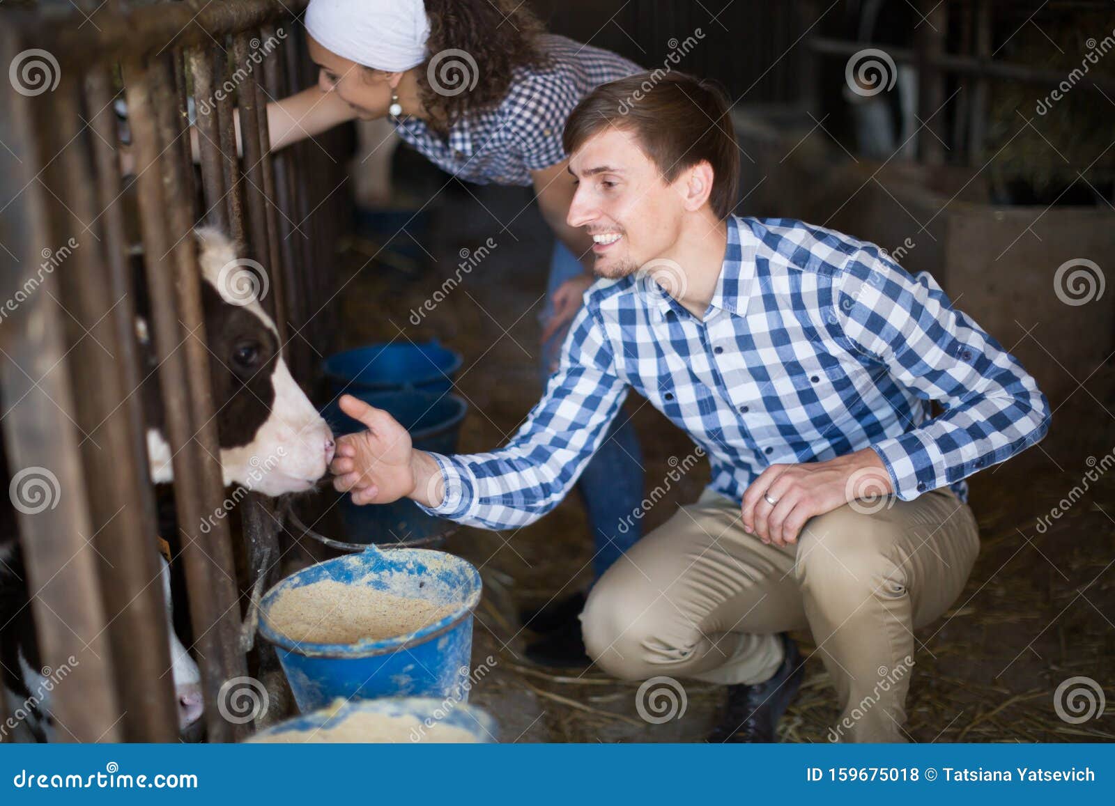 Technician Workers with Cows in Cowhouse Stock Photo - Image of ...