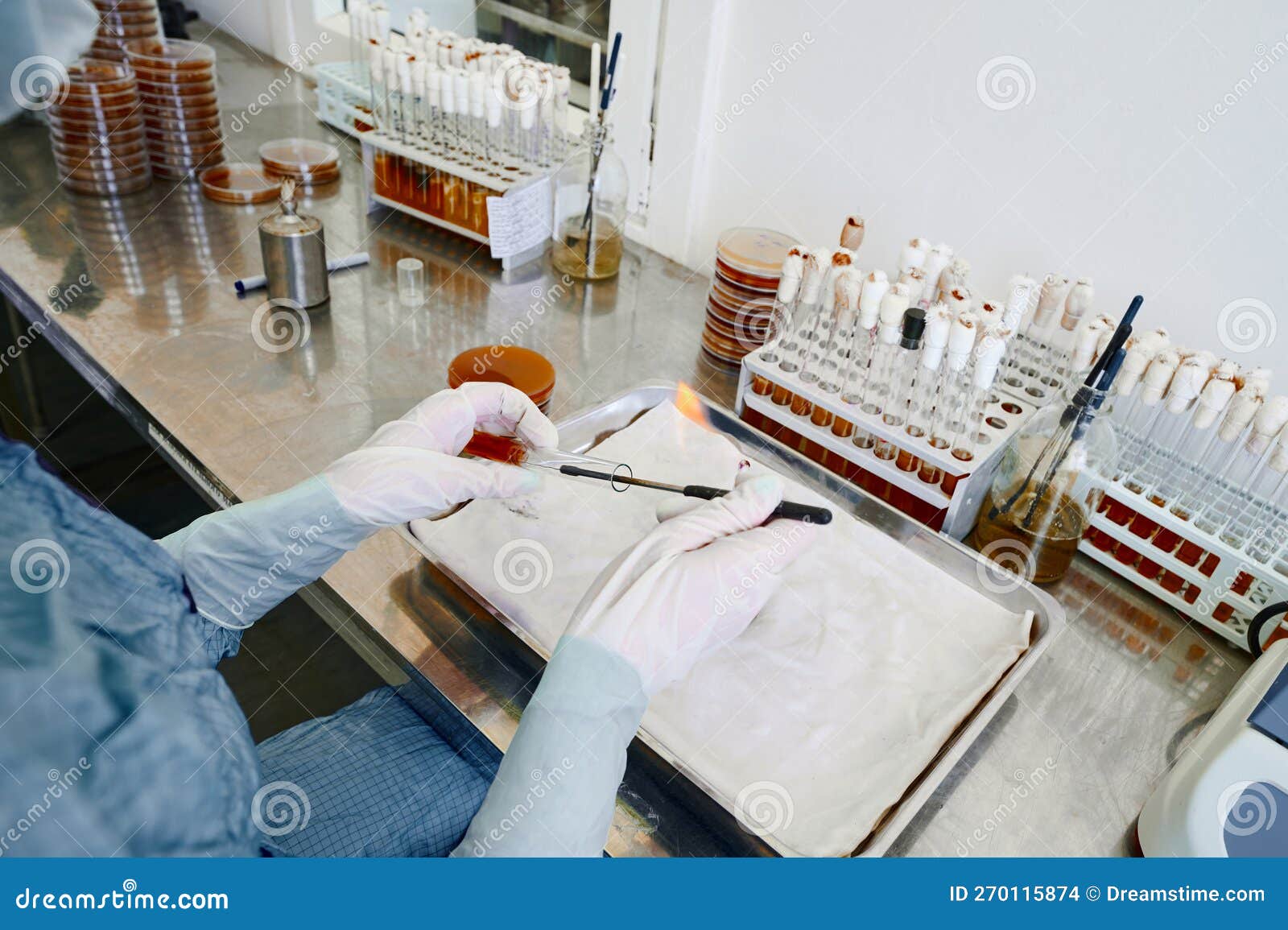 Technician Works on Special Project Examining Test Samples Stock Photo ...