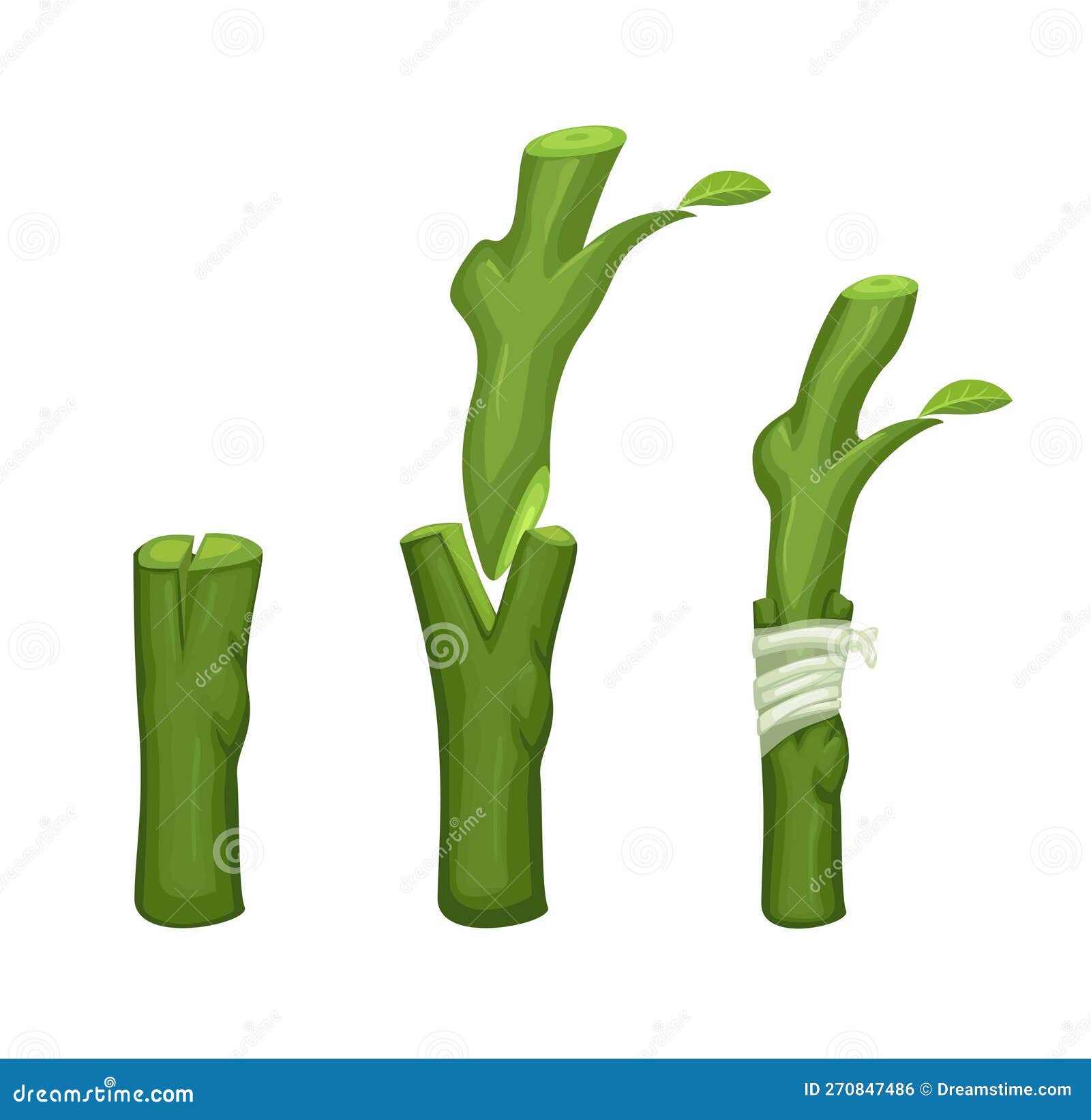 Technique De Greffe De Plante Information Illustration Vectoriel ...