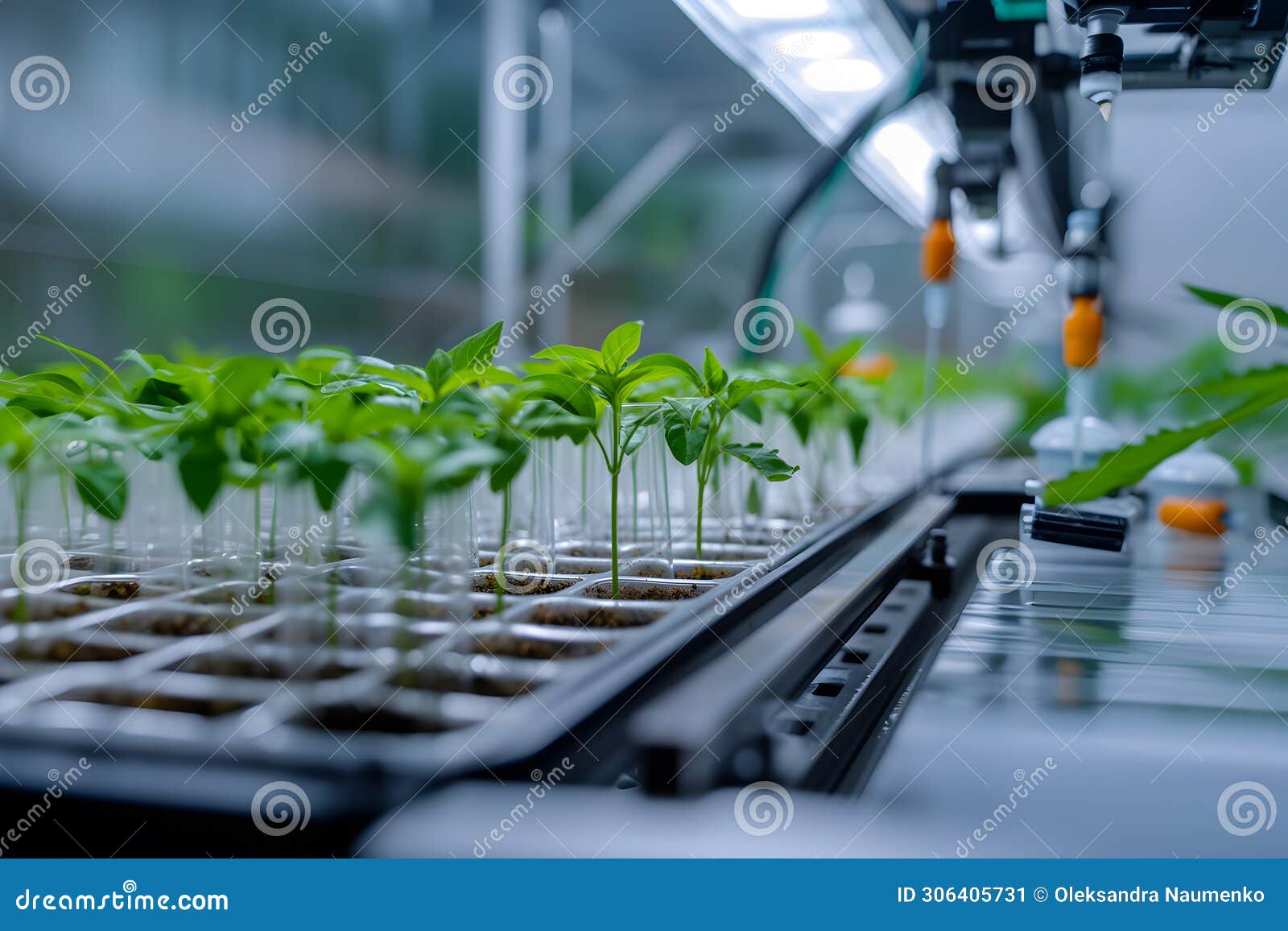 Technology in Agriculture - Genetically Modified Crops in Laboratory ...