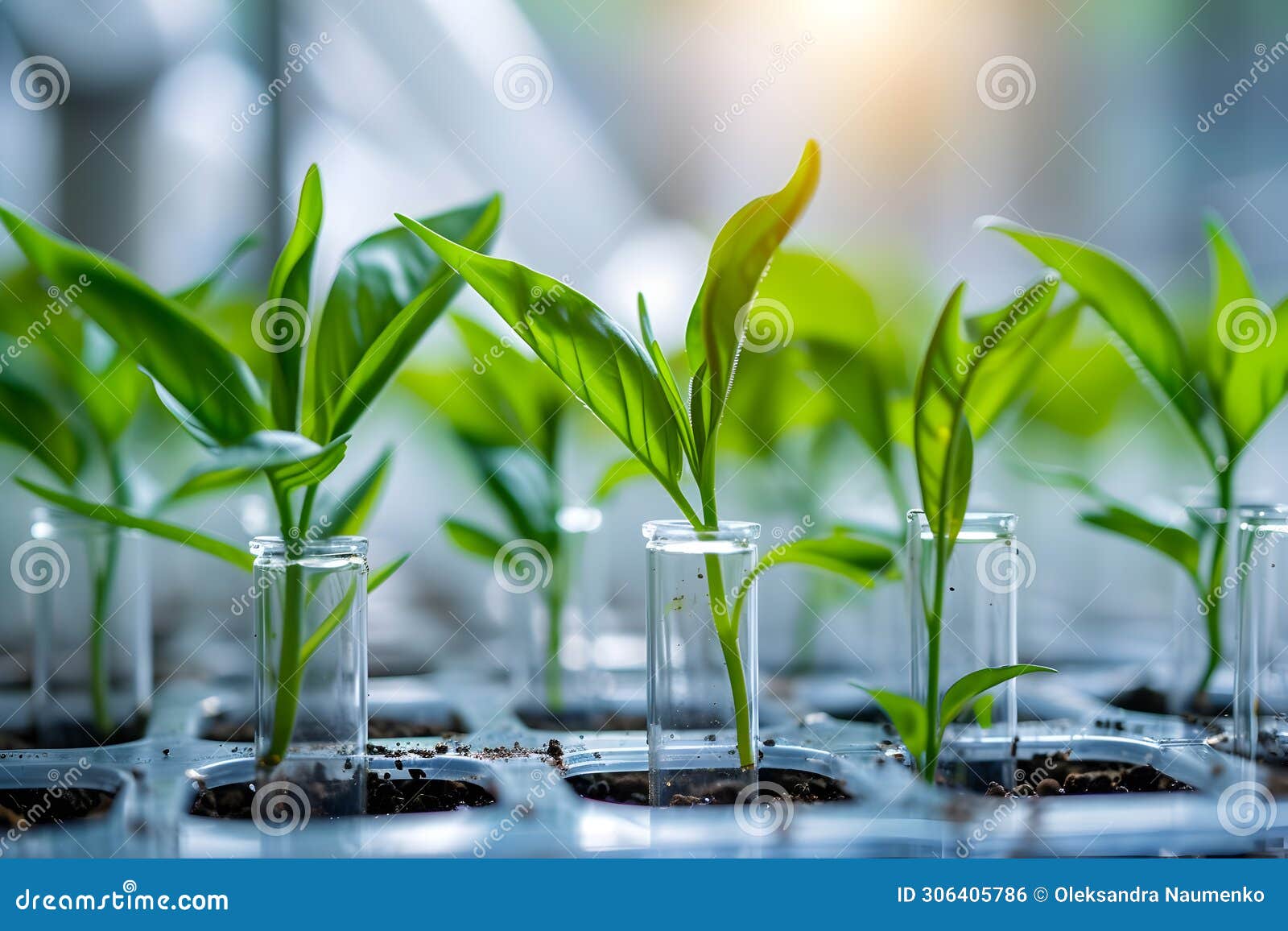 Technology in Agriculture - Genetically Modified Crops in Laboratory ...