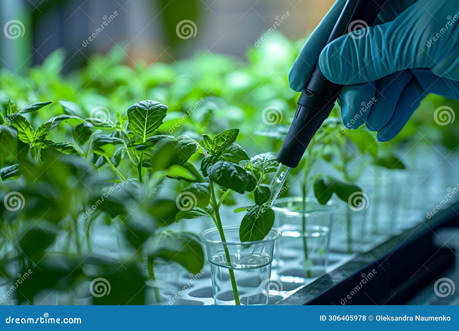 Technology in Agriculture - Genetically Modified Crops in Laboratory ...