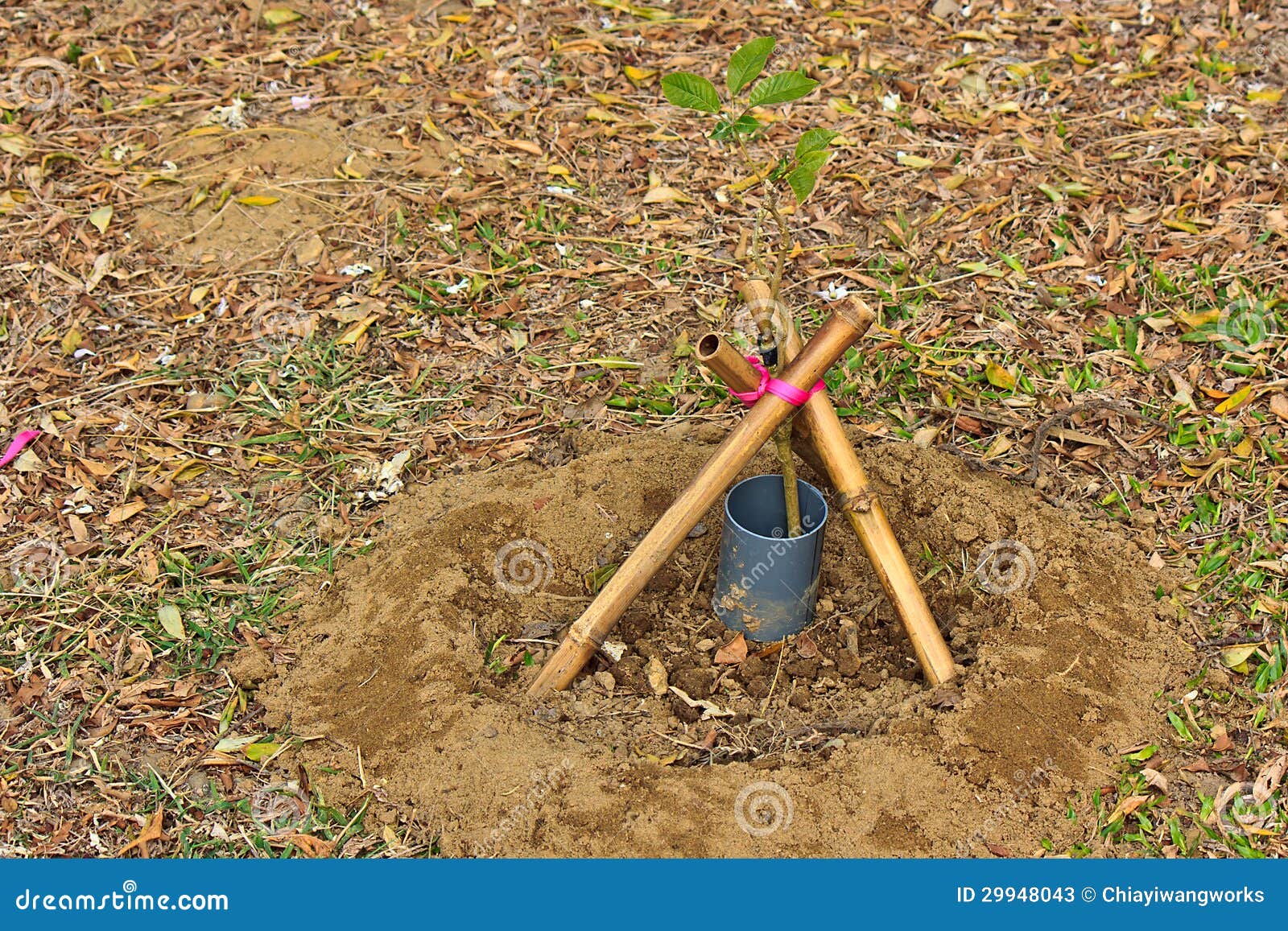 Sapling planting stock image. Image of environment, planting - 29948043