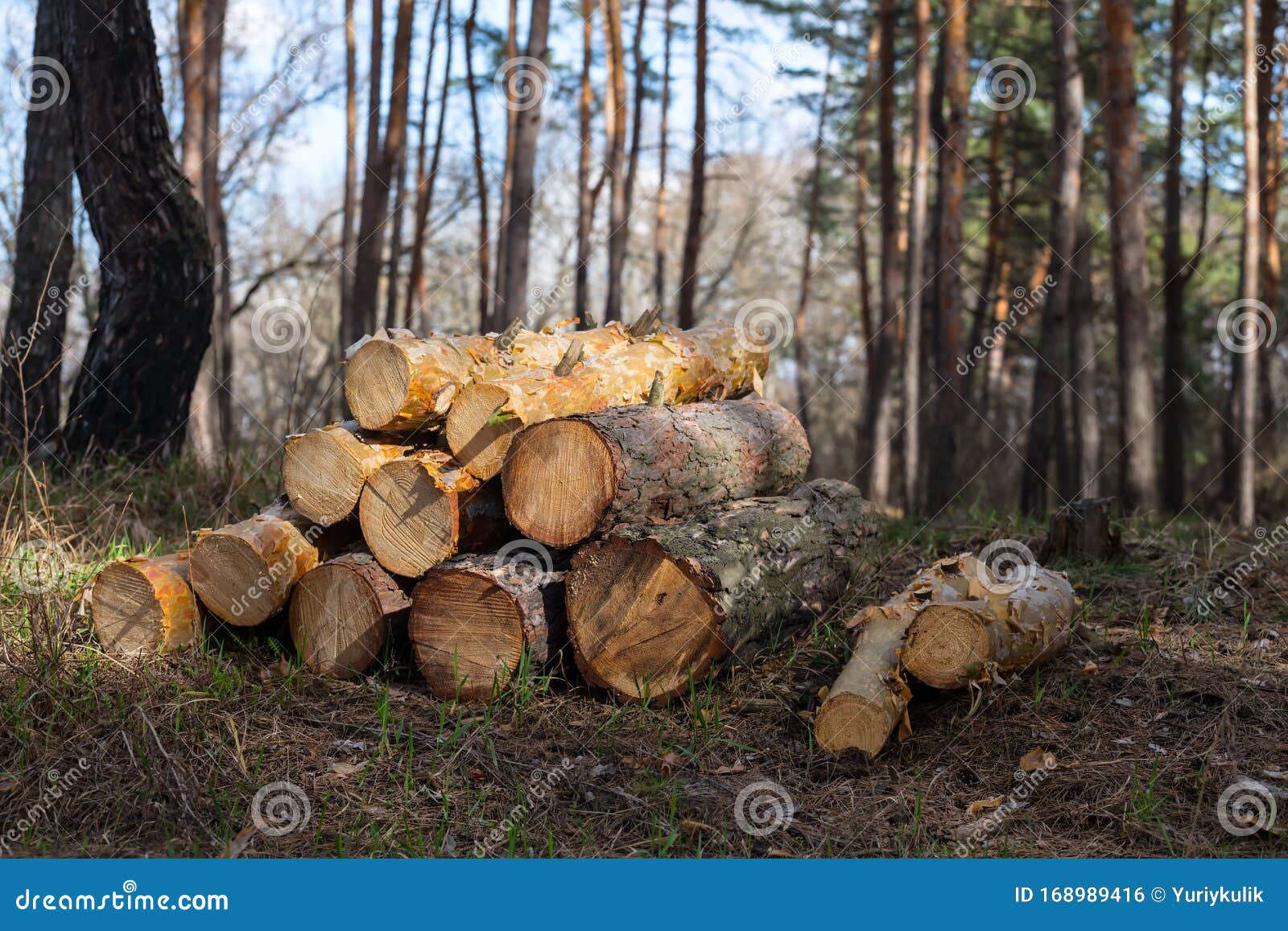Techo De Tronco De Pino En Un Bosque Foto de archivo - Imagen de bosque ...