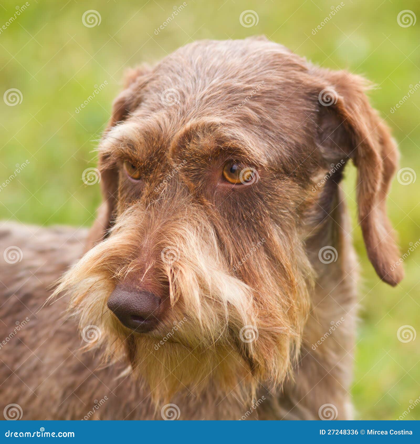 Teckel stock photo. Image of purebred, pedigreed, hound - 27248336