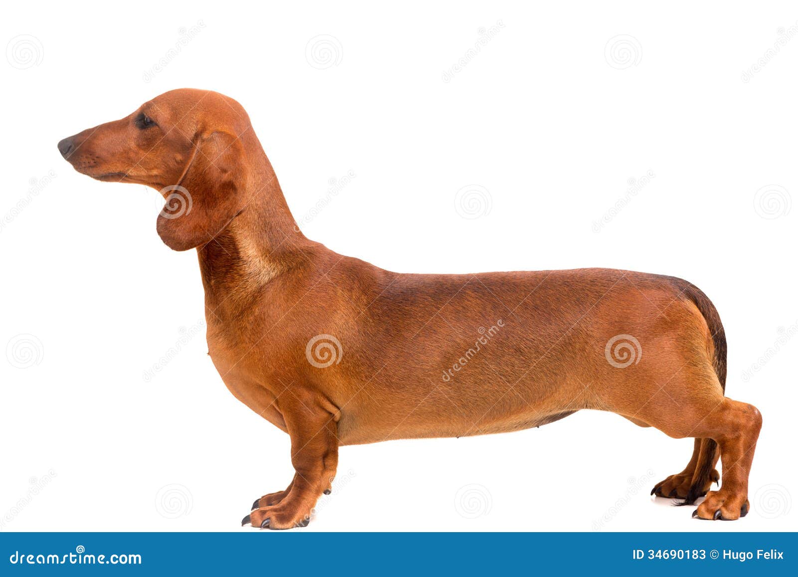 Teckel stockbild. Bild von tier, ergeben, buch, hund - 34690183