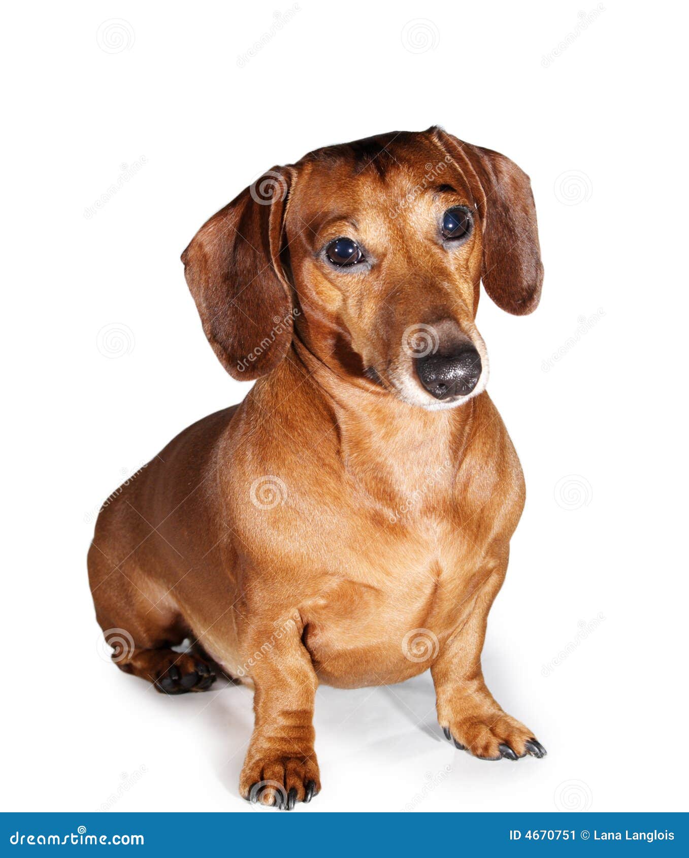 Teckel stock image. Image of short, isolated, cute, teckel - 4670751