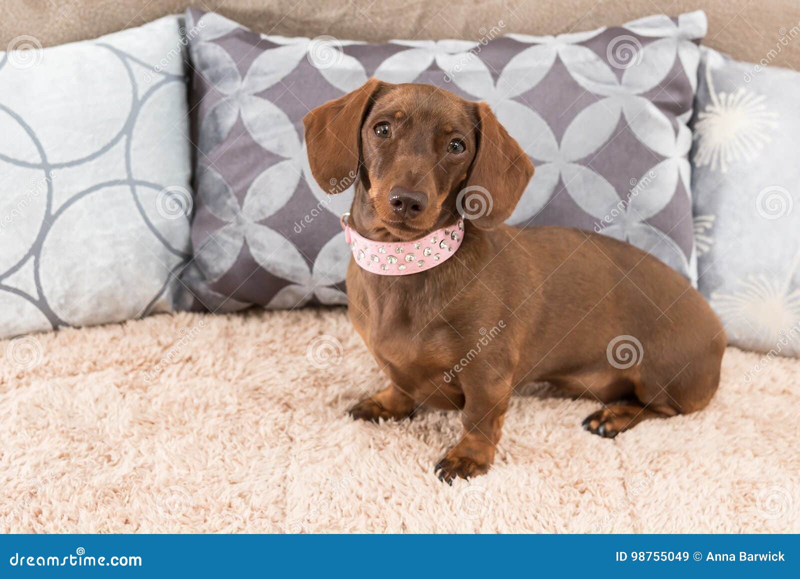 Teckel Assez Miniature Avec Le Collier Rose Image stock - Image du ...