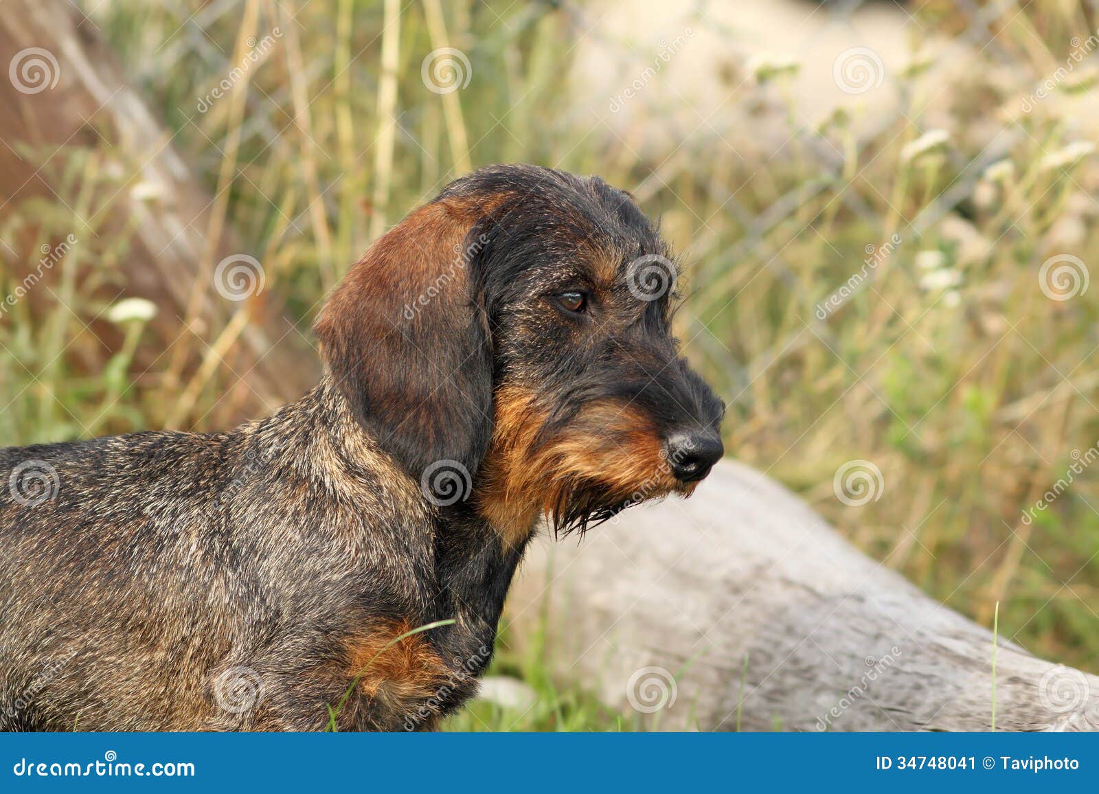 Teckel breed portrait stock image. Image of cute, companion - 34748041