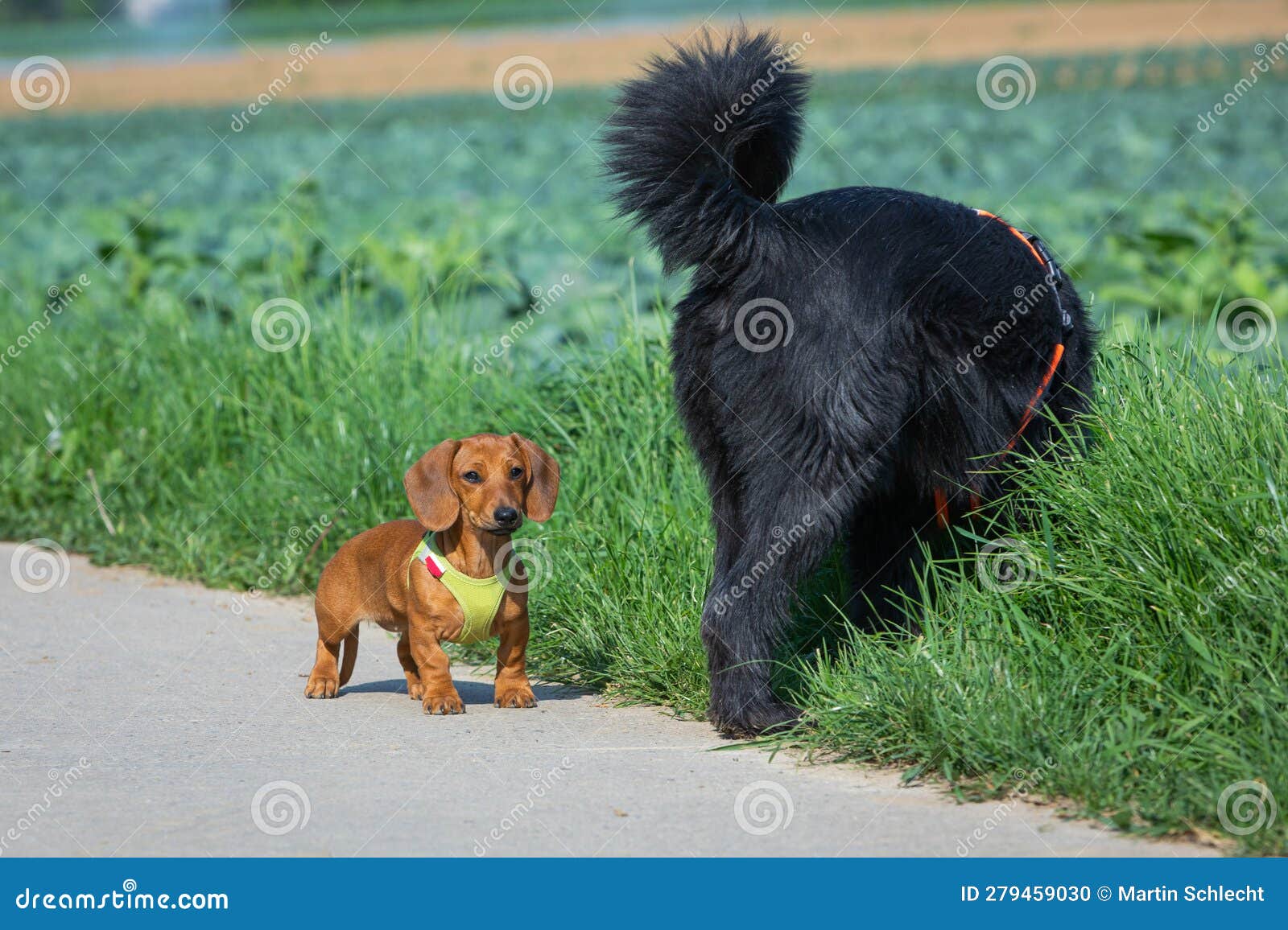 Teckel Dog Stands beside a Tall Dog Stock Photo - Image of cute ...