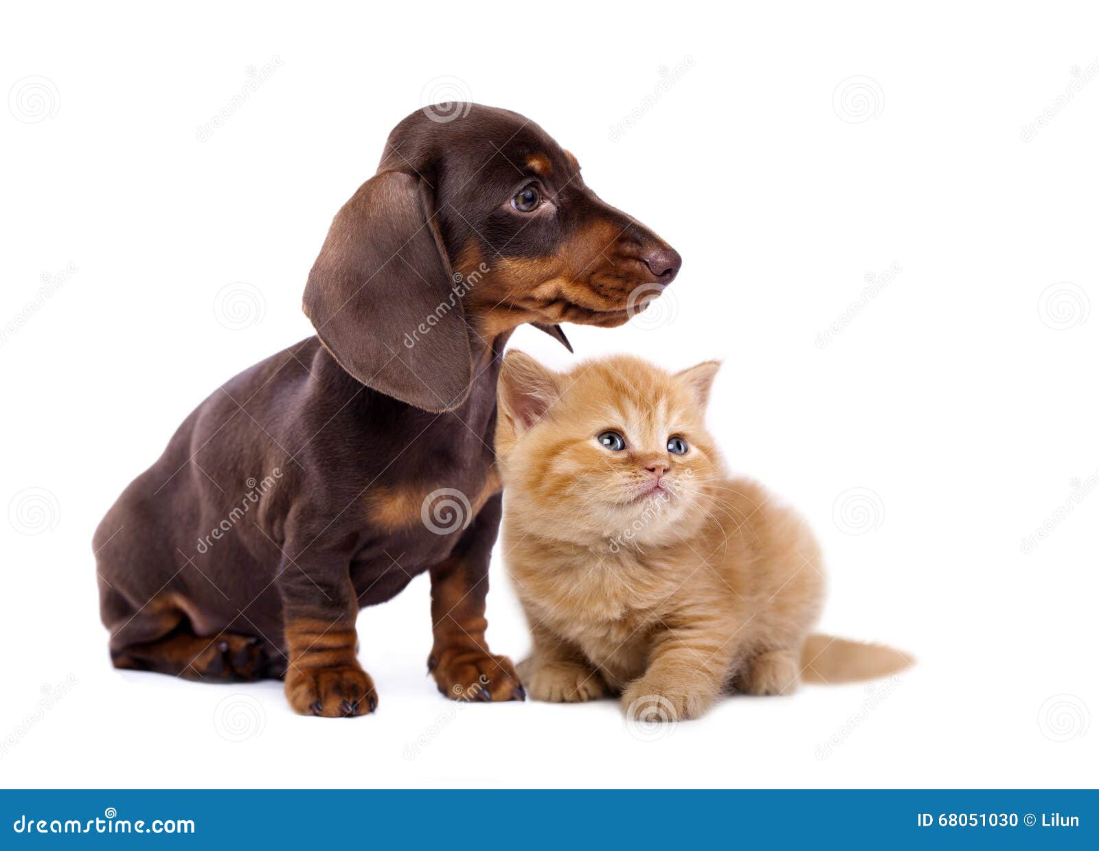 Teckel et chaton de chiot photo stock. Image du crabot - 68051030