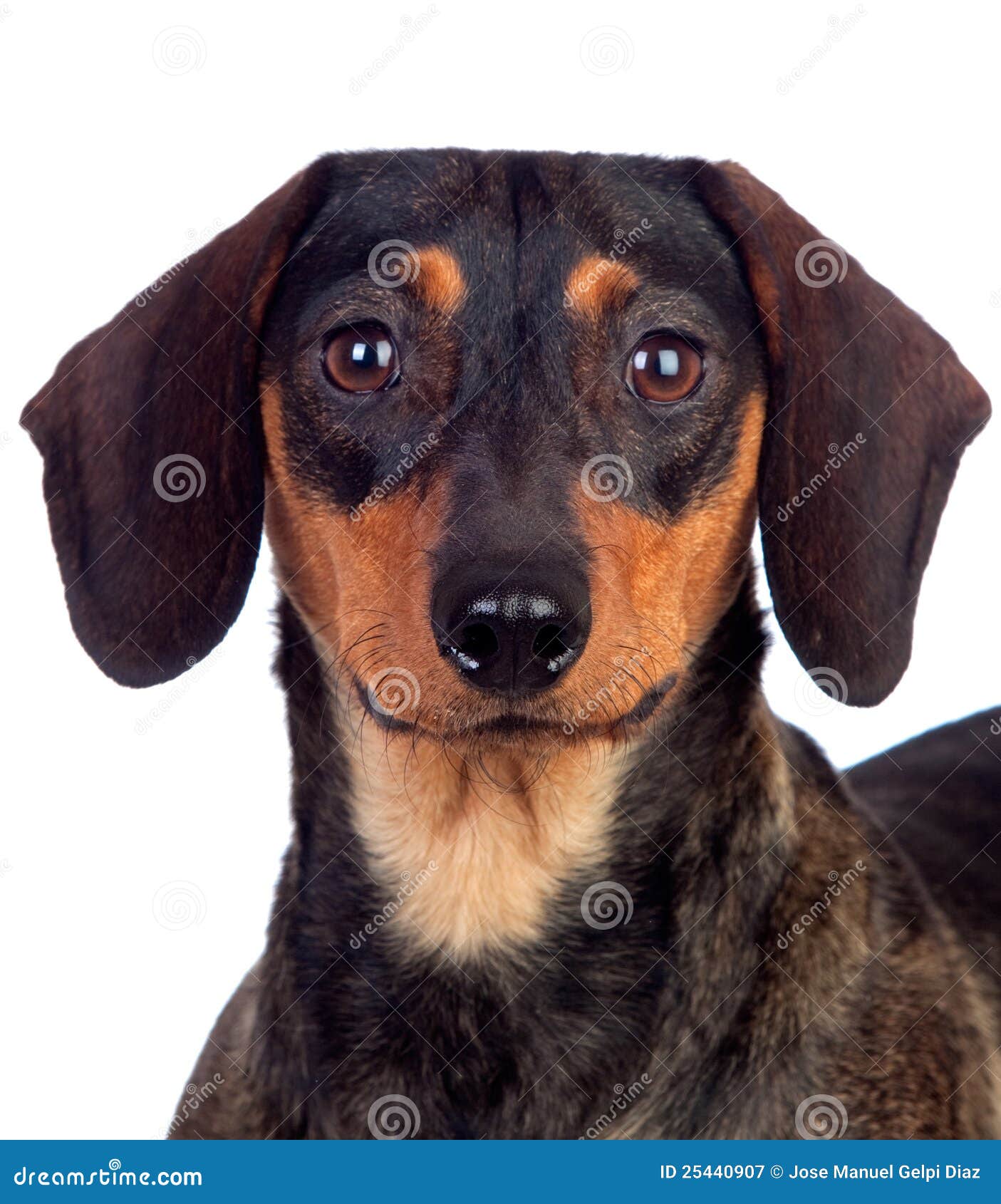 Teckel hermoso del perro imagen de archivo. Imagen de lindo - 25440907