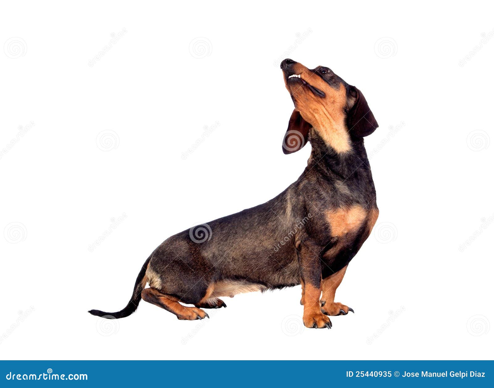 Teckel hermoso del perro imagen de archivo. Imagen de negro - 25440935