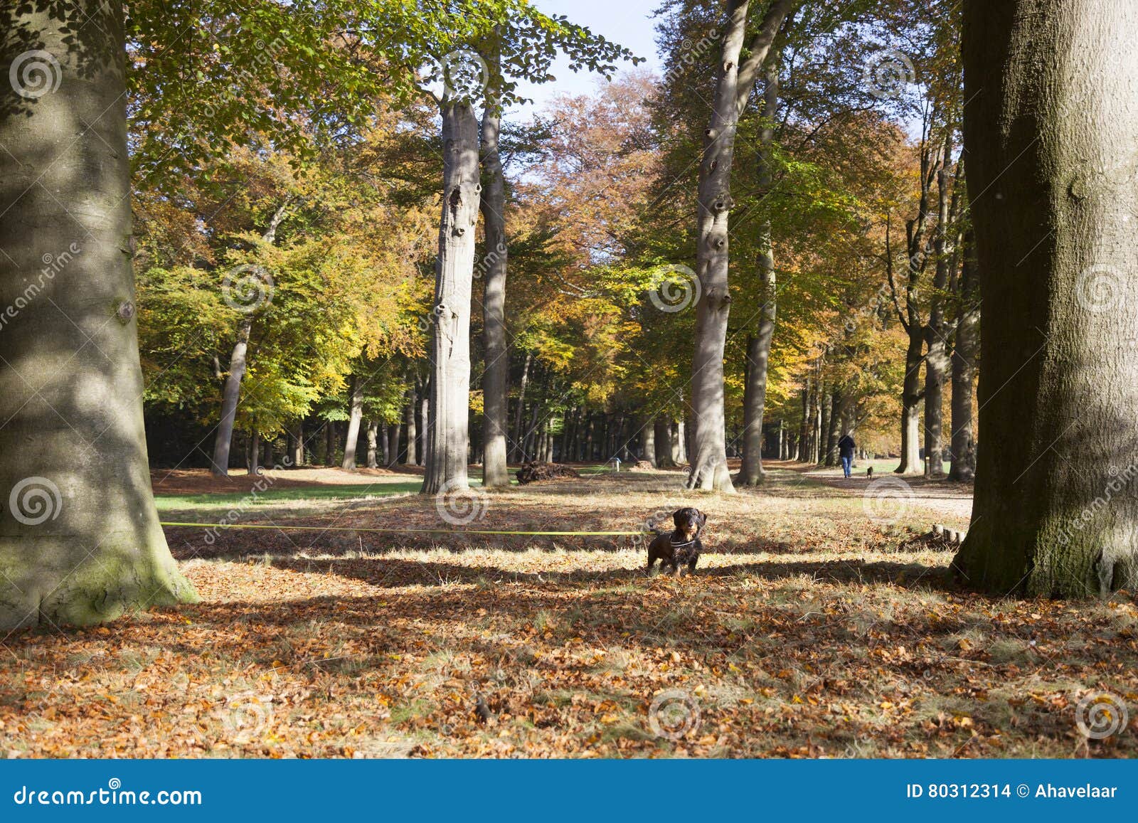 Teckel on Long Leash in Forest in the Fall Stock Photo - Image of leash ...