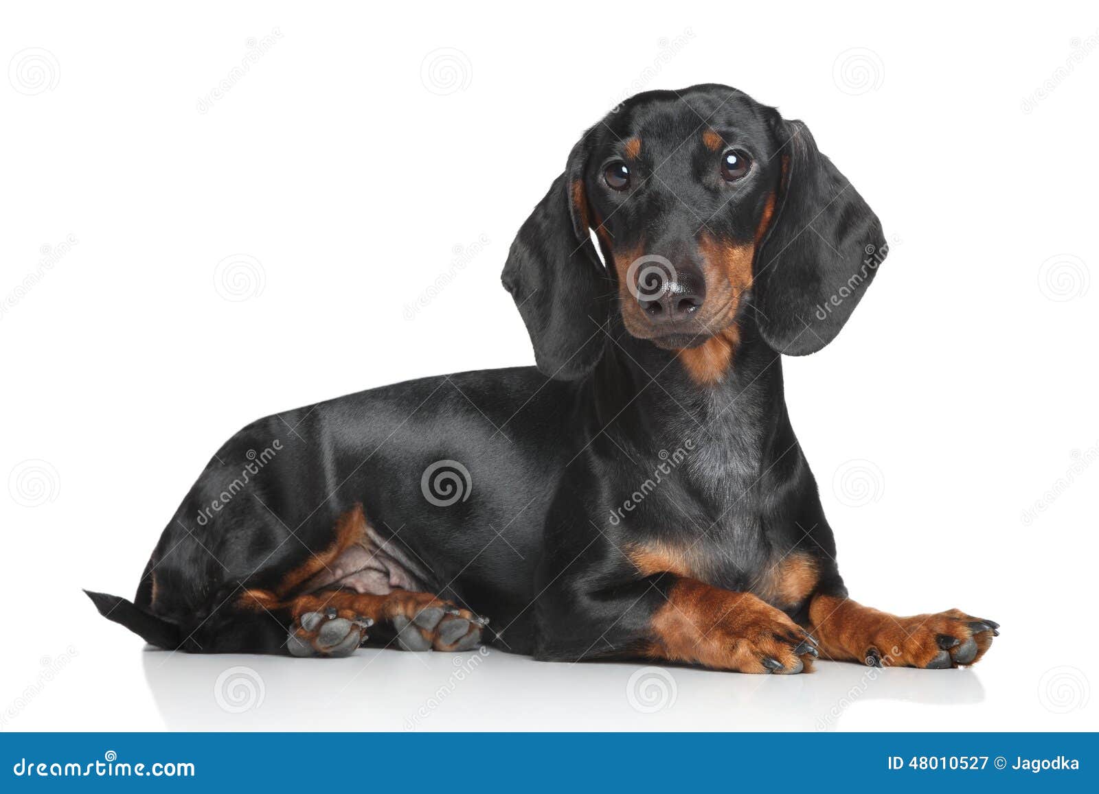 Teckel miniature image stock. Image du animaux, blanc - 48010527