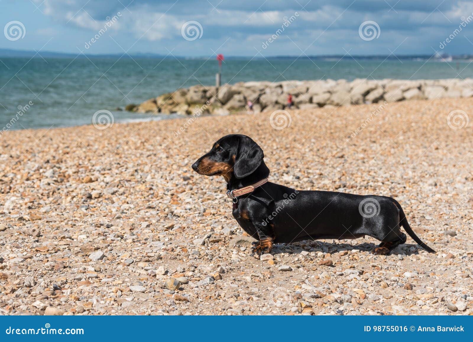 Teckel Miniature Sur La Plage Photo stock - Image du rester, adorable ...