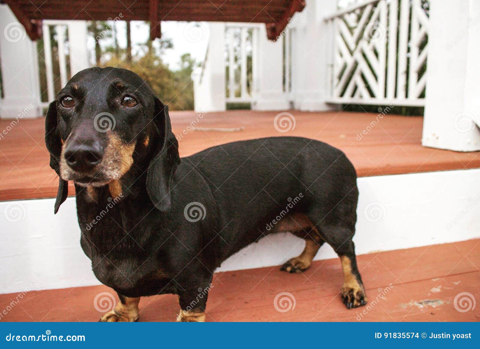 Teckel noir photo stock. Image du pets, crabot, noir - 91835574