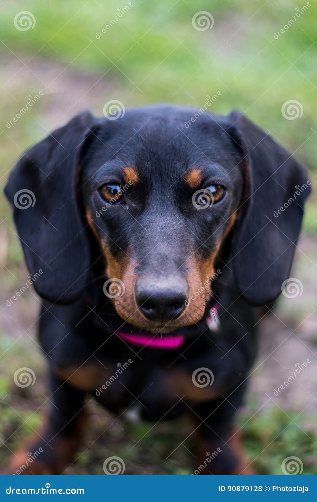 Teckel Noir Regardant Avec Le Regard Triste Photo stock - Image du ...