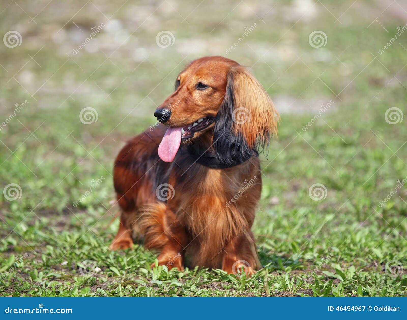 Teckel rouge de long-laine image stock. Image du mieux - 46454967