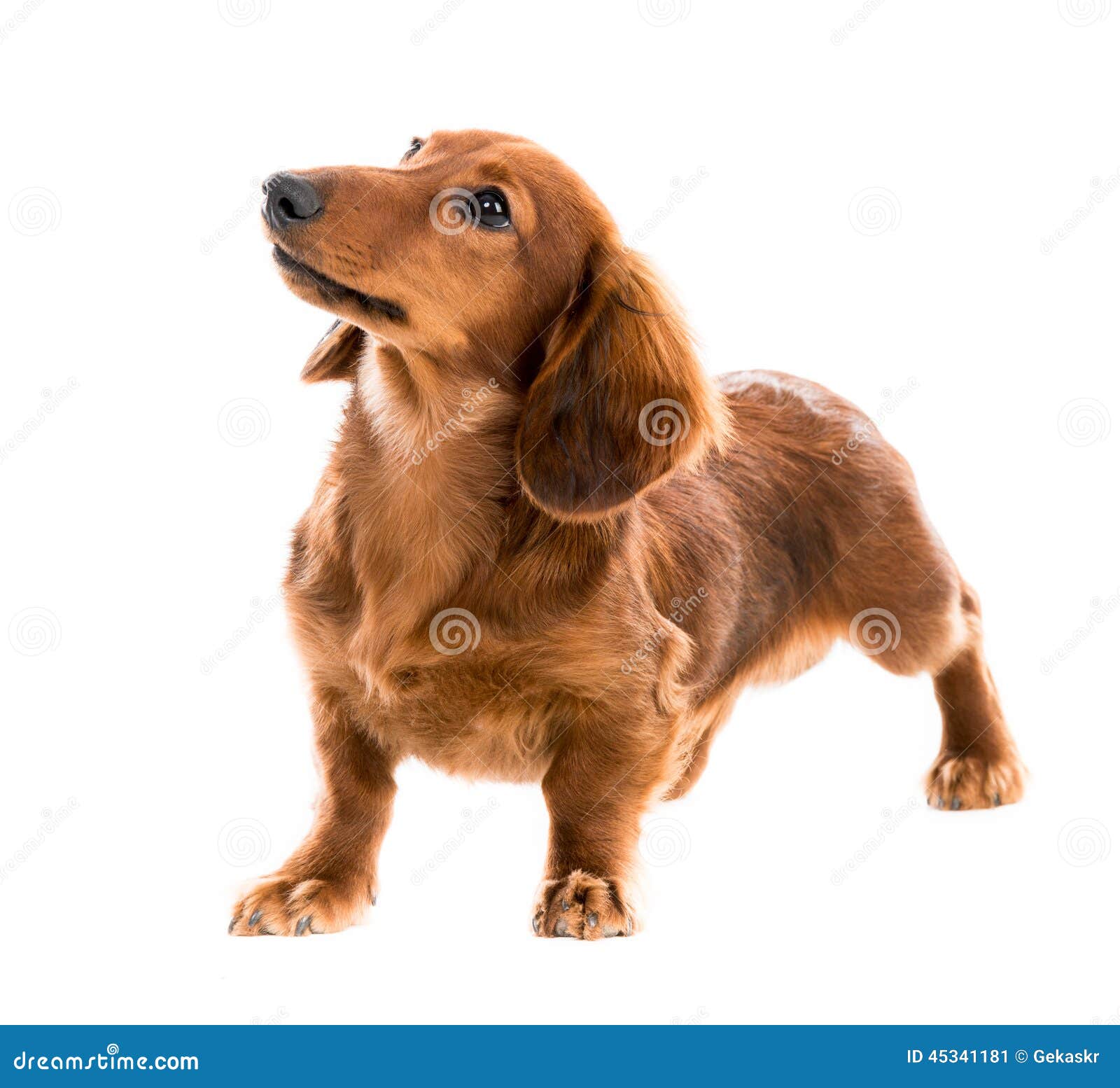 Teckel Rouge De Race De Chien Image stock - Image of mignon, rouge ...