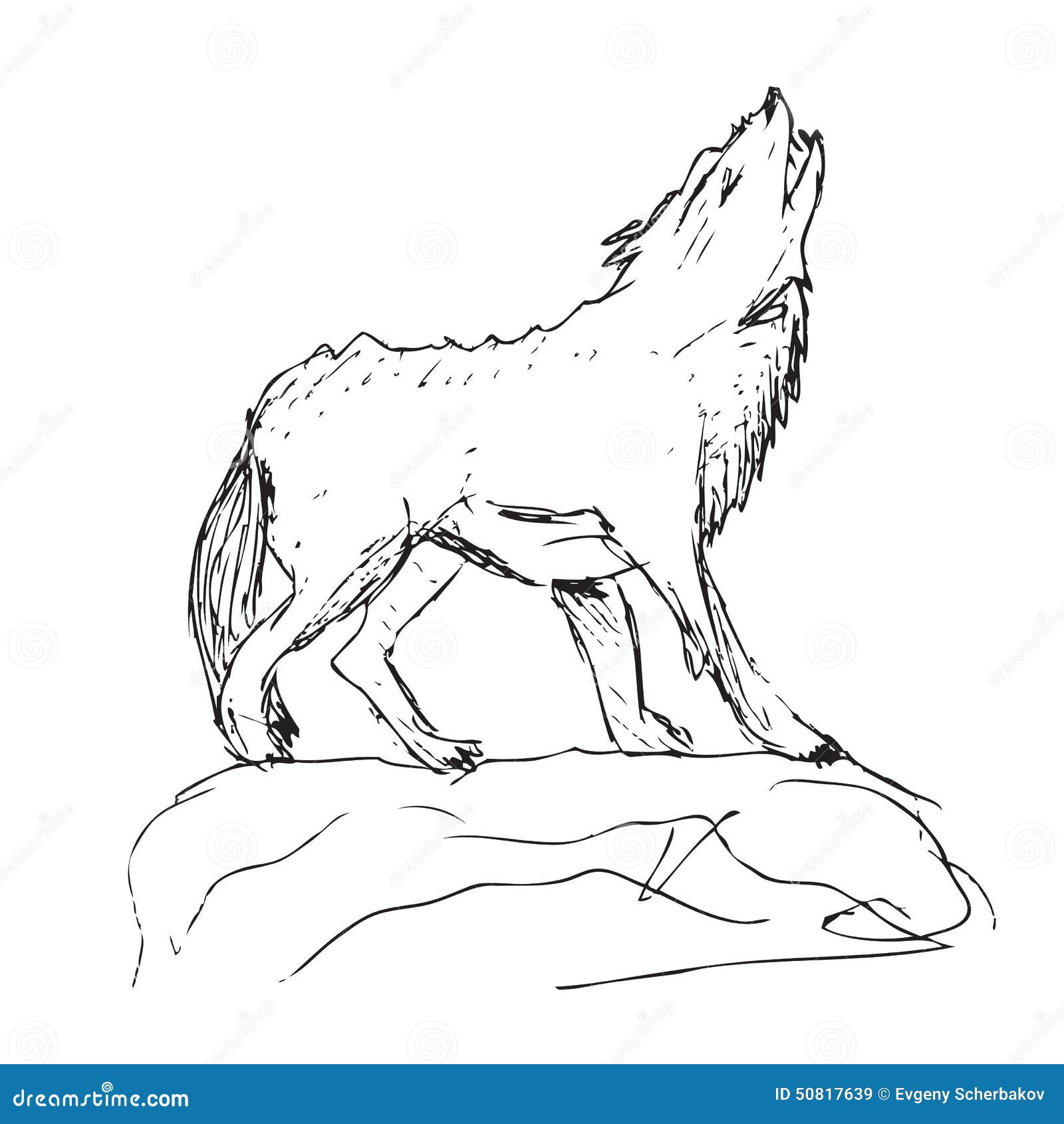 Teckning av en stor varg stock illustrationer. Illustration av snitt ...