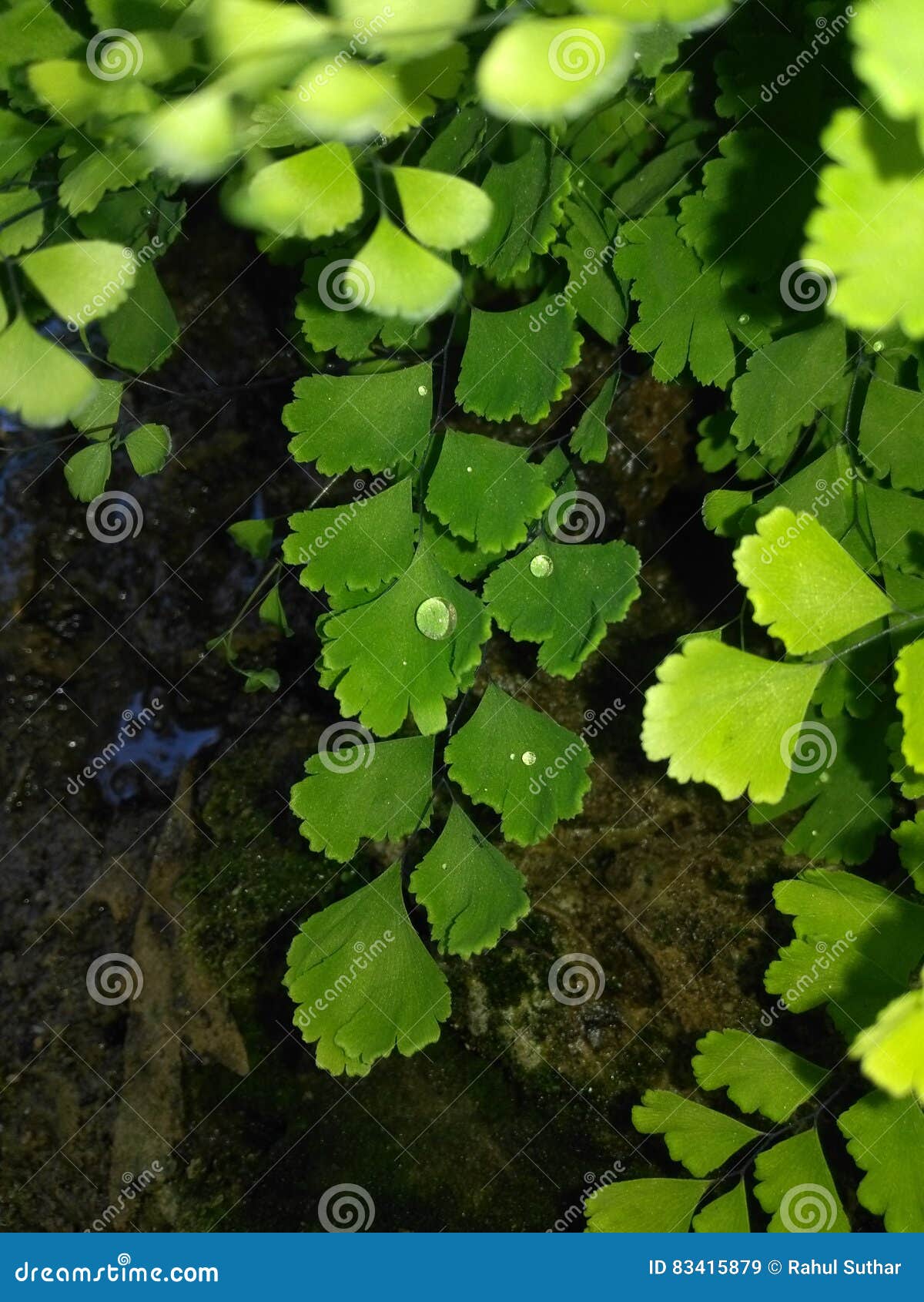 Tecleo de la naturaleza imagen de archivo. Imagen de tecleo - 83415879